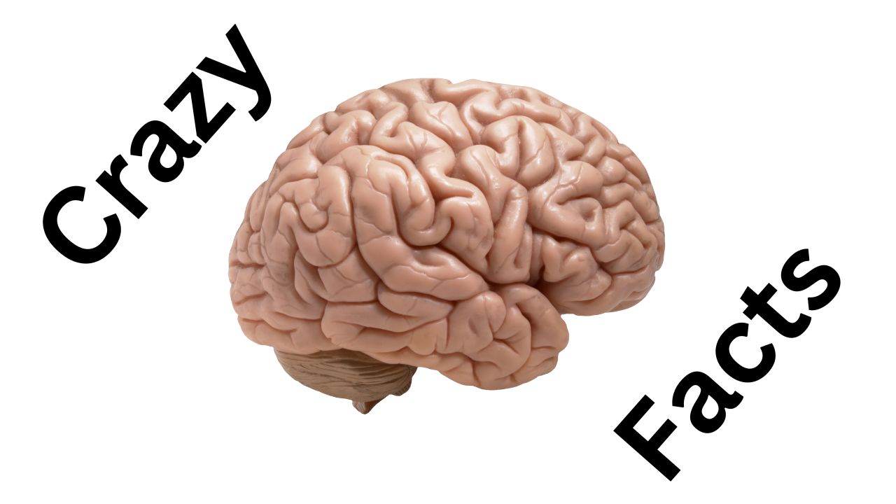 10+ Crazy Brain Facts | Written by PHD Student 10+ Crazy Brain Facts | Written by PHD Student